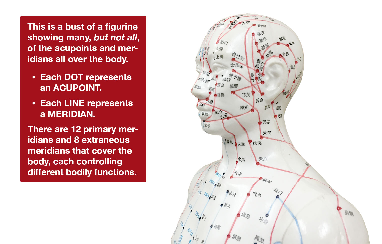 Yin Yang Chinese Medicine Meridians Yin Yang Chinese Medicine Meridians